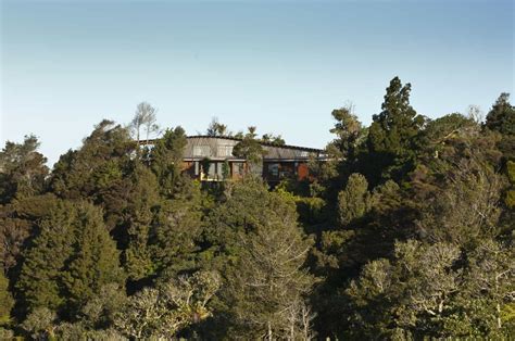 Tree Canopy Inspired Architecture