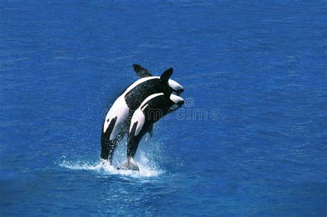 Killer Whale Orcinus Orca Female With Calf Breaching Stock Image