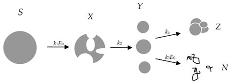 Ijms Free Full Text Proteolysis Of Micellar β Casein By Trypsin Secondary Structure