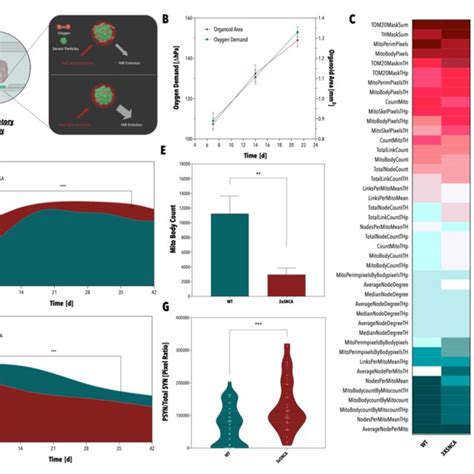 Schematic Of The Arrangement And Working Principle Of The Optical Download Scientific Diagram