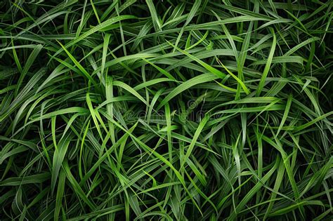 Green Grass Texture Top View Photo Realistic Hyper Detailed High
