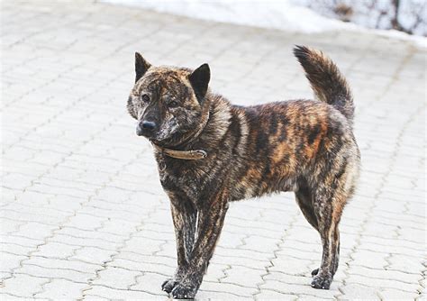 진도개의 명성을 한눈에 볼수있는 진도사람들과 호흡하는 진돗개의 모습들 인스티즈instiz 이슈 카테고리