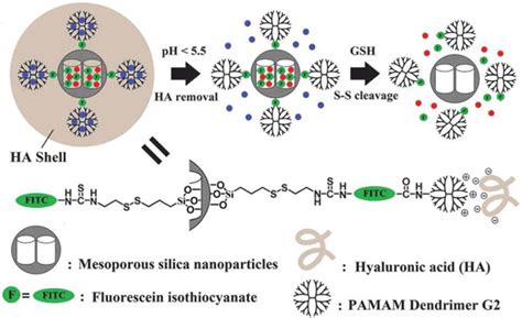 Schematic Of The Dual Responsive Release Of Doxorubicin Hydrochloride Download Scientific