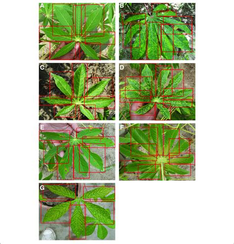 Examples Of Training Images From 7 Classes With Leaflet Annotations