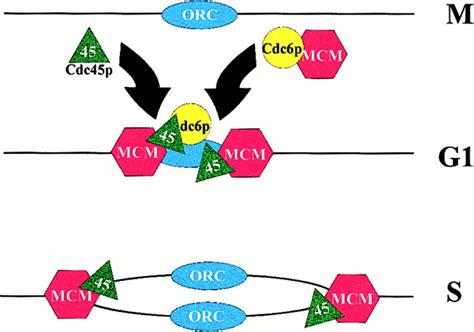 Putting It All Together Building A Prereplicative Complex Cell