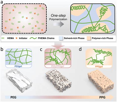 A Schematic Illustrations Of In Situ Phase‐separated Polymer Gels