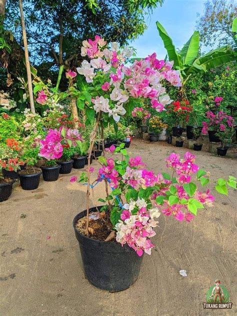 Jual Tanaman Bougenville Harga Terbaru Siap Kirim
