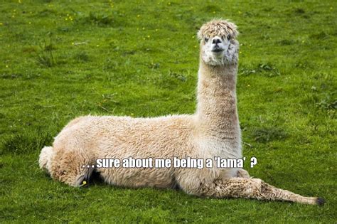 Create Meme Lama Llama Alpaca Guanaco Vicuna Llamas And Alpacas