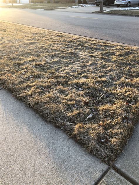 Bumpy Lawn Lawn Care Forum