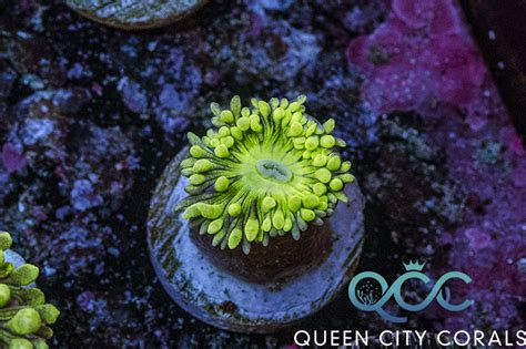 Neon Green Duncan Wysiwyg Queen City Corals