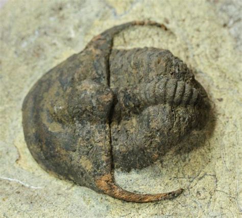 Ancient Trinucleid Trilobite From Morocco