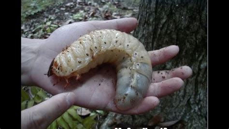World Most Biggest Insect Ever Found 2017 The Collection Of Largest