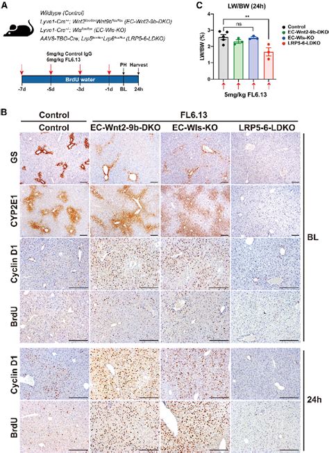 Figure 5 From Single Cell Spatial Transcriptomics Reveals A Dynamic Control Of Metabolic