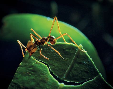 Chicatanas Más Que Una Plaga Deliciosa Cdmx Sociedad De Científicos Anónimos