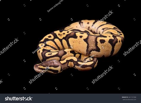 Ball Python Royal Python Python Regius Stock Photo Shutterstock