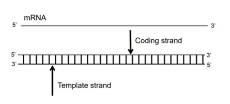 Transcription In Prokaryotes Lecture 13 Flashcards Quizlet