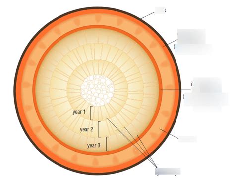 Tree Diagram Quizlet