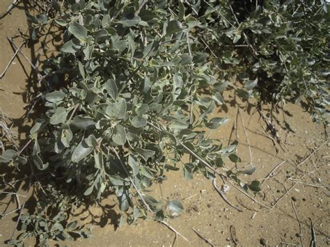Atriplex Halimus Plant Biodiversity Of South Western Morocco