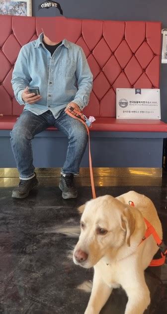 래브라도리트리버 킹 이탈리아그레이하운드입양 치와와입양 폼스키입양 폼치입양 폼피츠입양 푸숑입양 고양이입양 랙돌입양 러시안블루입양 먼치킨입양 브리티쉬숏헤어입양 노르웨이숲입양