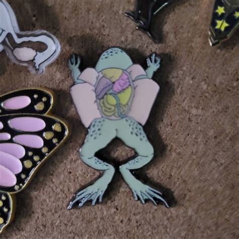 8x10 Inch Dissected Frog Art Print Unframed Dissected Frog