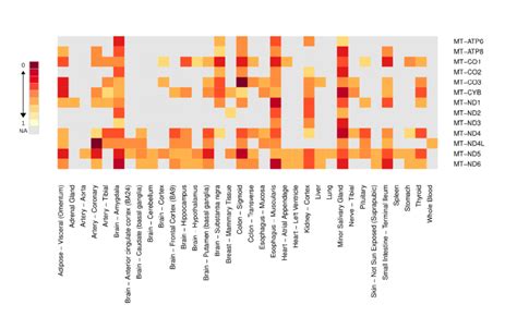 Heatmap Of Significant Mitochondrial Protein Coding Genes Expression Download Scientific