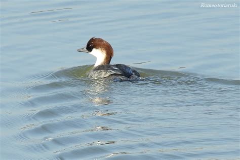 アイアイサーミコアイサー 気楽にとり 鳥撮り 歩き