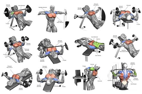 5 Tips For The Best Chest Workout شبكة الهتاري