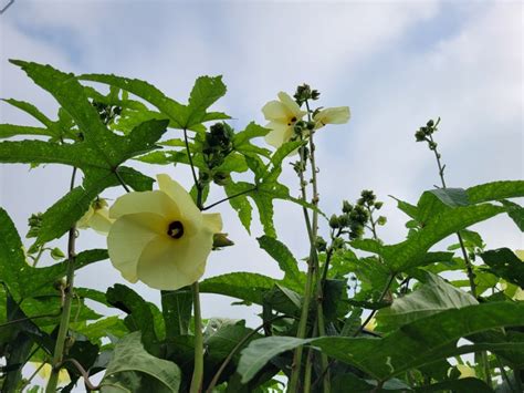 식물성 천연 콜라겐 금화규재배 수확시기 먹는방법 네이버 블로그