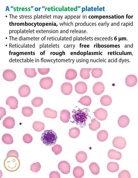 Thrombocyte Histology