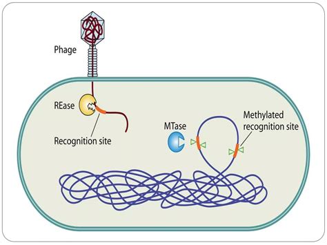 Restriction Modification Enzymes Pptx