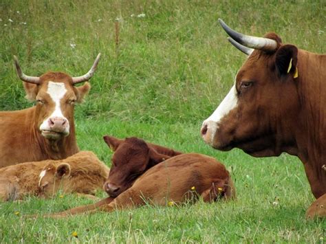 С тревни смески вдигнете добива на фураж до 2 2 пъти Български Фермер