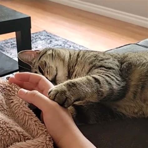 Clingy Cat Doesnt Want To Let Go Of Mommas Hand In A Heartwarming
