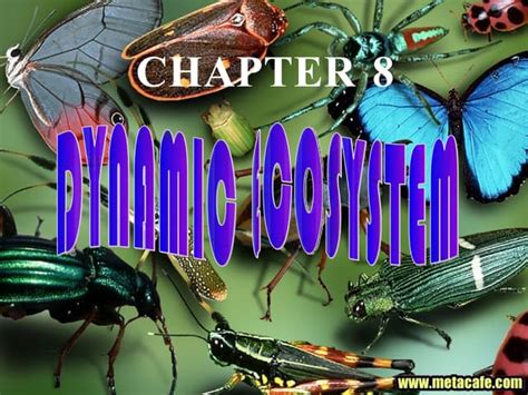 Chapter 4 Interaction Between Organism Ppt