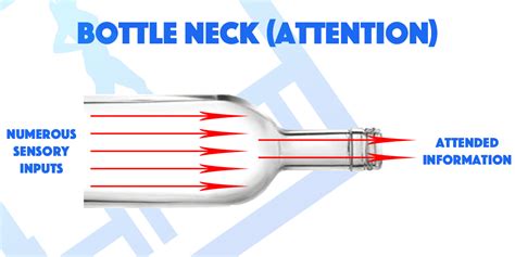 Attention Bottleneck The Science Behind Attention