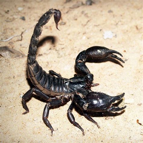 Scorpion Venom Has Been Used To Treat Brain Tumors In Humans Among