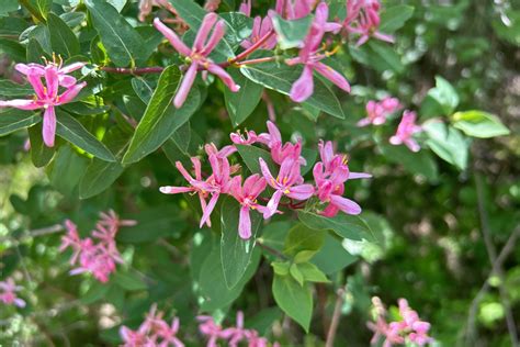 Pink Honeysuckle Plant