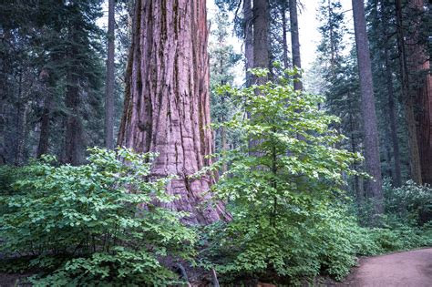 Calaveras Big Trees Sp Image Gallery