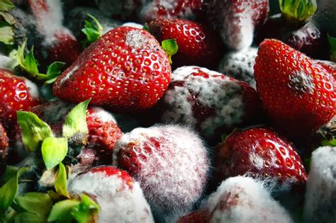 Here S When It S Ok To Eat Moldy Food—and When It S Not Artofit