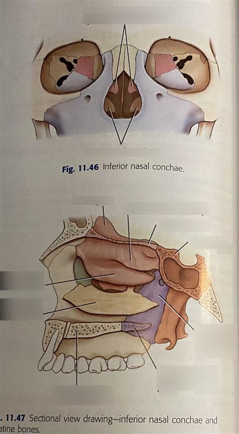 Inferior Nasal Concha Diagram Quizlet