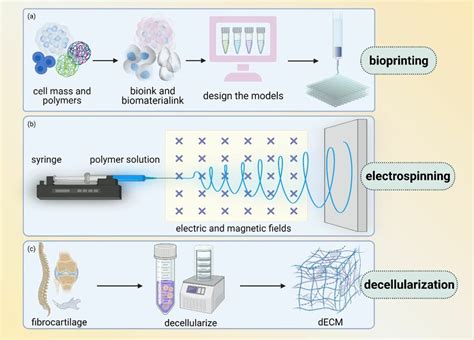 Main Techniques Of Enthesis Tissue Engineering Several Techniques Are Download Scientific