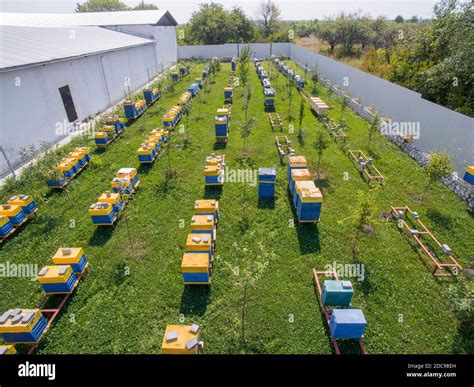Aerial View Of The Great Apiary Industrial Beekeeping With Honey Bees