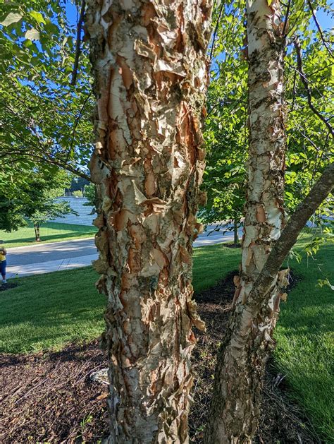 Jmu Tree Inventory Updates Summer 2022 Virginia Master Naturalists