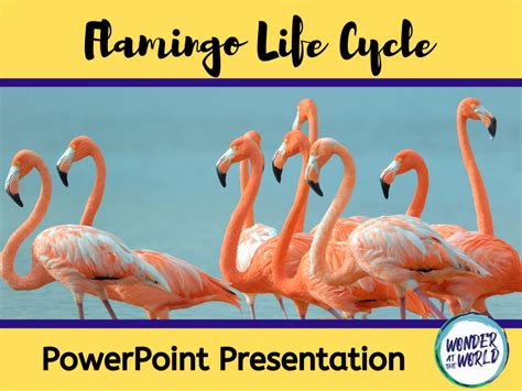 Flamingo Life Cycle PowerPoint KS2 Teaching Resources