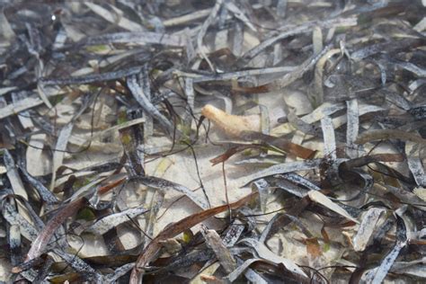 Seafloor Mapping Surfside Science