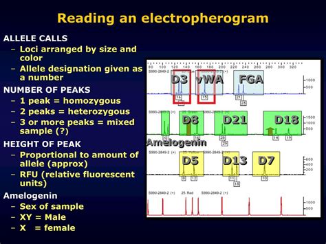 Ppt Forensic Dna Profiling Workshop Powerpoint Presentation Free