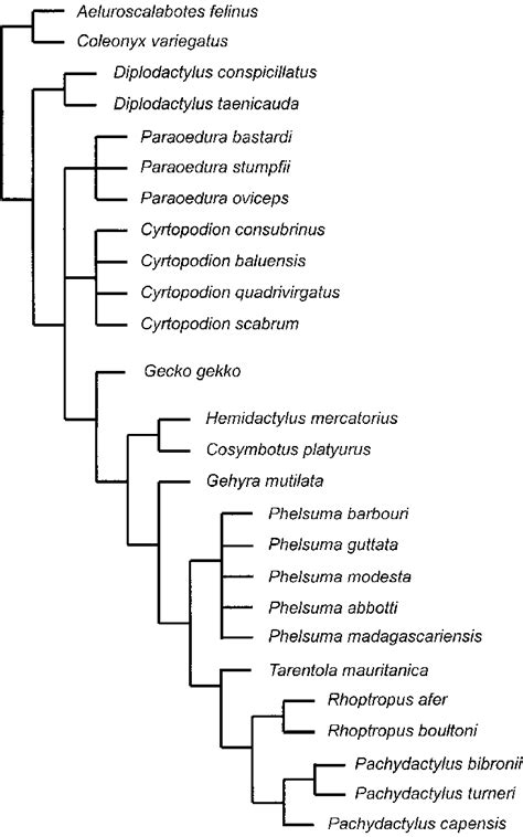 Hypothetical Tree Used In The Phylogenetic Analyses Of Covariance The