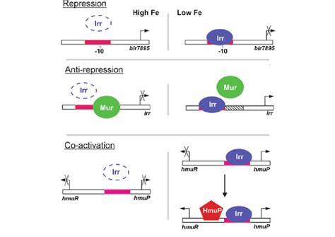 Irr Mediated Positive And Negative Control Of Iron Responsive Genes Download Scientific