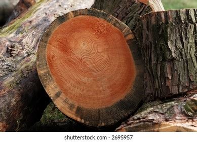 Tree Stump Closeup Top View Wooden Stock Photo Shutterstock