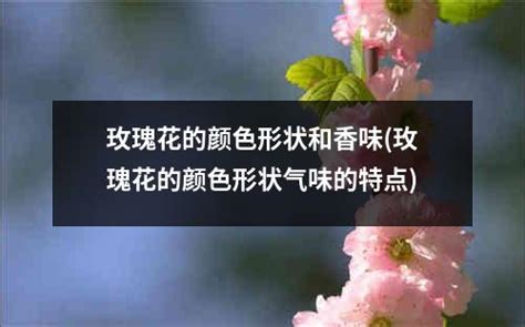 玫瑰花的颜色形状描写玫瑰花的颜色和形状的描写 养花经验