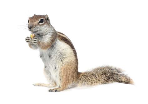 Ground Squirrel Definition And Meaning Collins English Dictionary